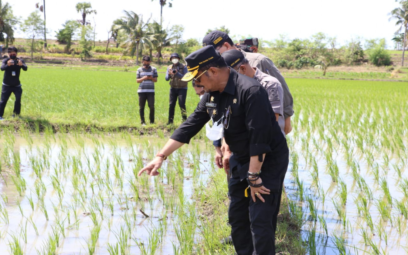 Begini Tips Kendalikan Hama Burung Dari Pertanaman Padi